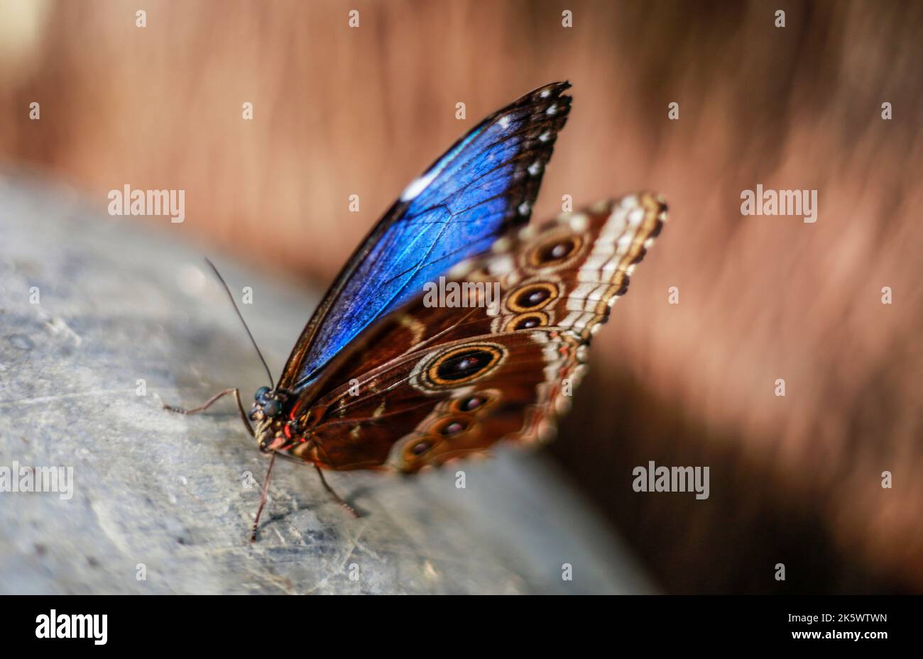 Dubai miracle garden and butterfly garden hi-res stock photography and ...