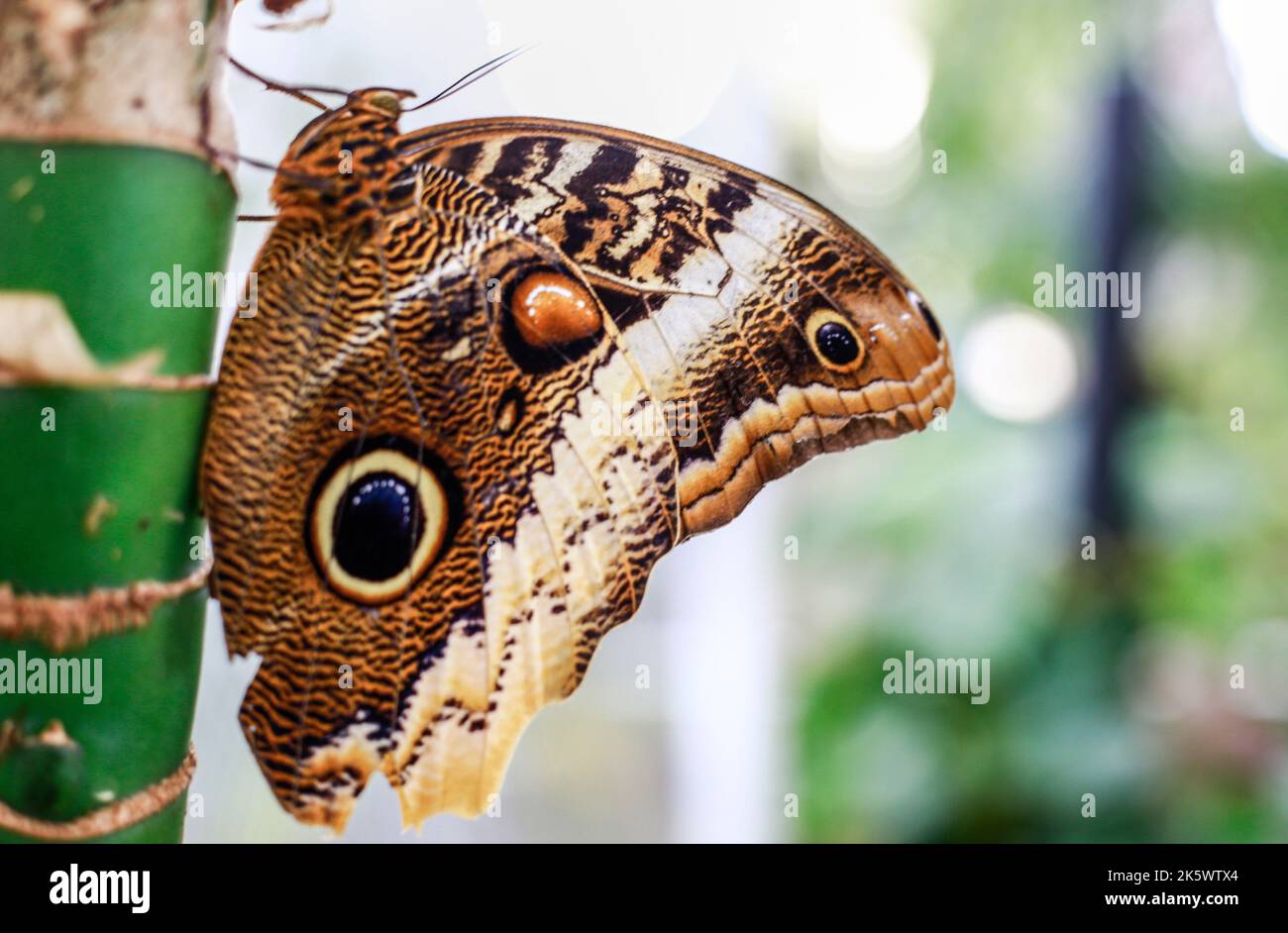 Butterfly in Miracle Garden Dubai uae Stock Photo - Alamy