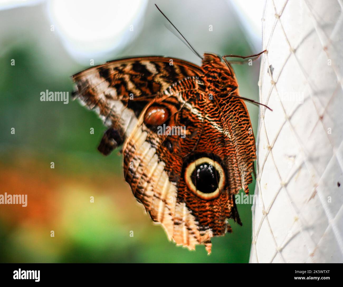 Butterfly in Miracle Garden Dubai uae Stock Photo - Alamy