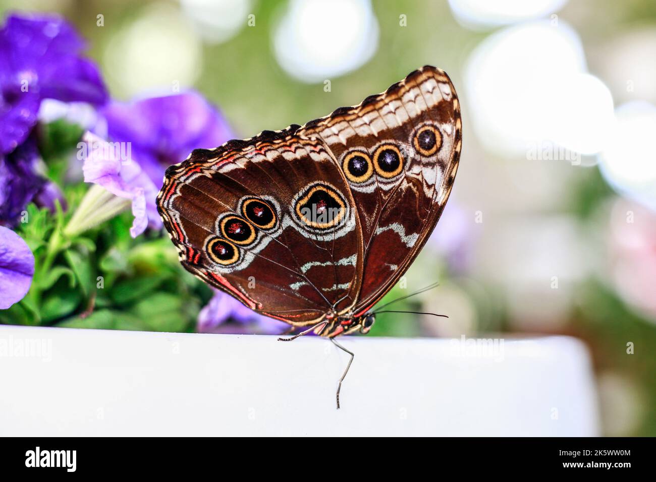 Dubai miracle garden and butterfly garden hi-res stock photography and ...