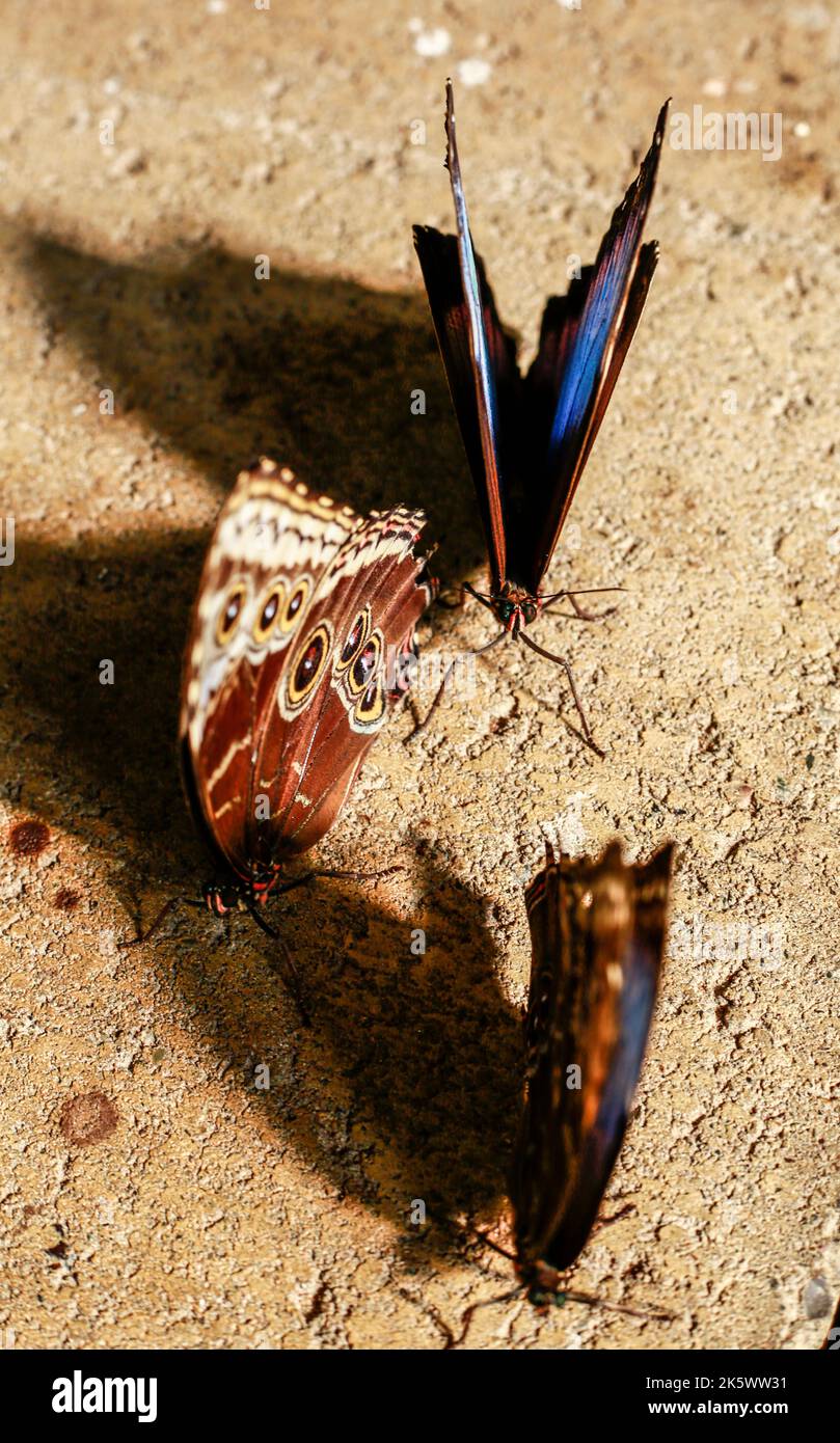 Butterfly in Miracle Garden Dubai uae Stock Photo - Alamy