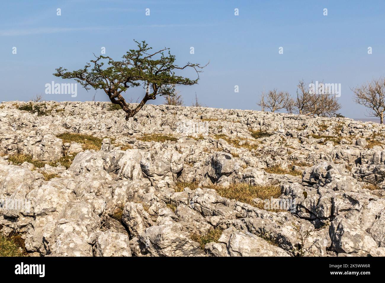 limestone pavement in the yorkshire dales UK Stock Photo - Alamy