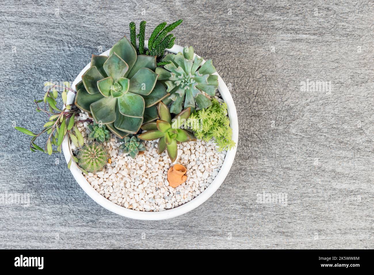 Group of succulent and cactus arrangement decor element clay pot Stock ...