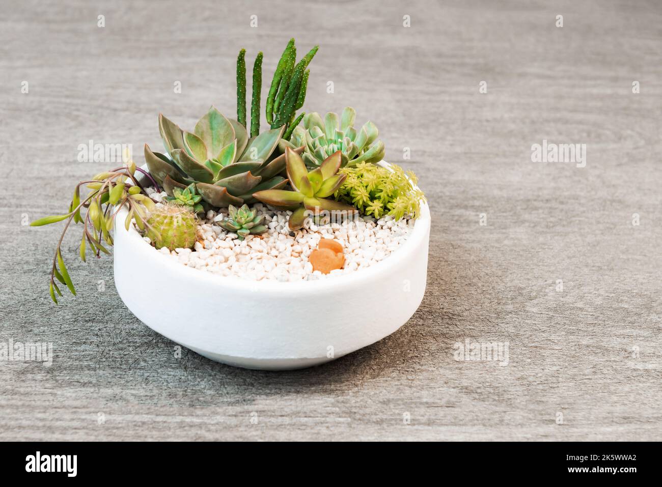 Topsy turvy succulent hi-res stock photography and images - Alamy