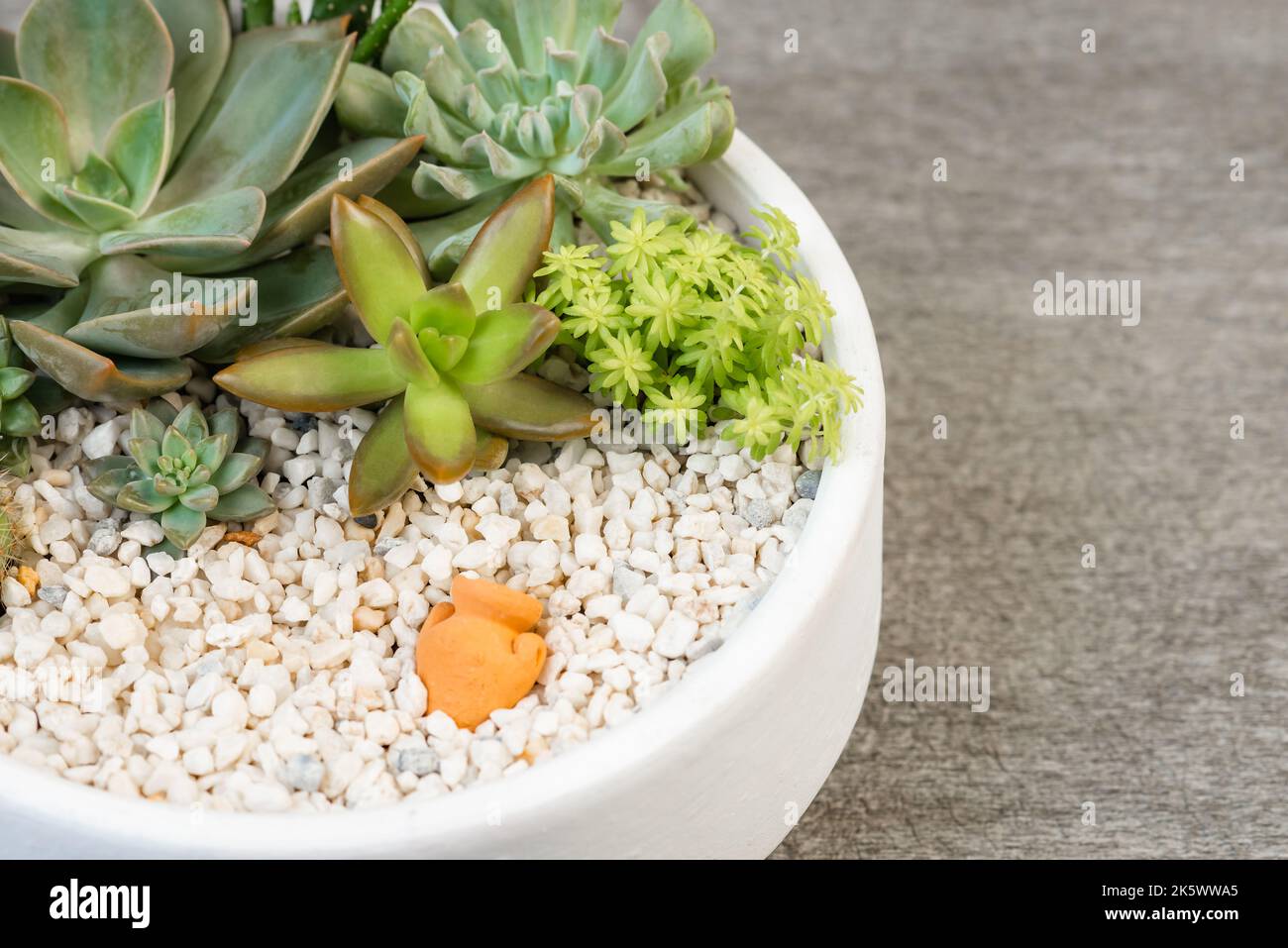 Group of succulent and cactus arrangement decor element clay pot Stock ...