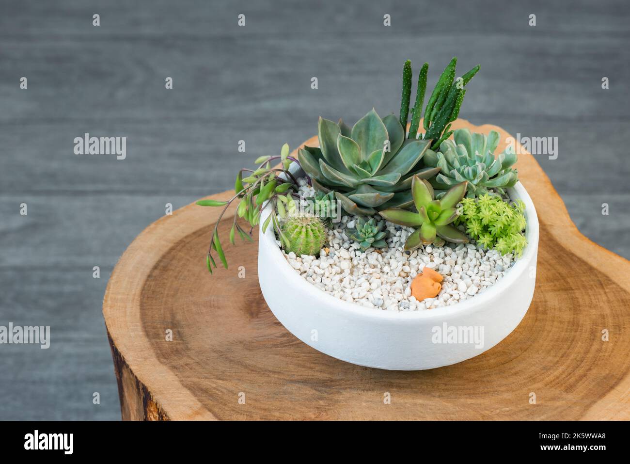 Group of succulent and cactus arrangement decor element clay pot Stock ...