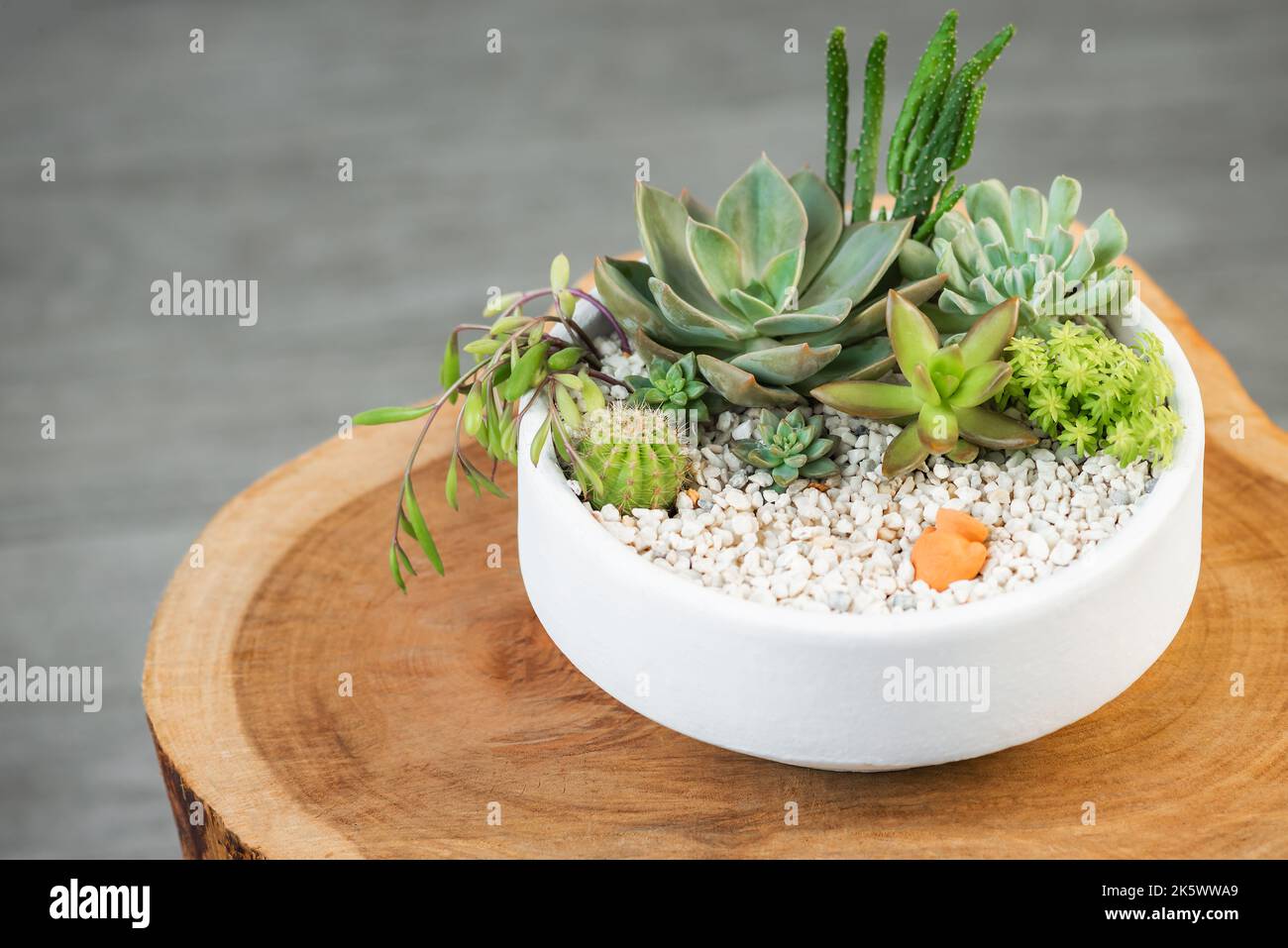 Group of succulent and cactus arrangement decor element clay pot on top ...