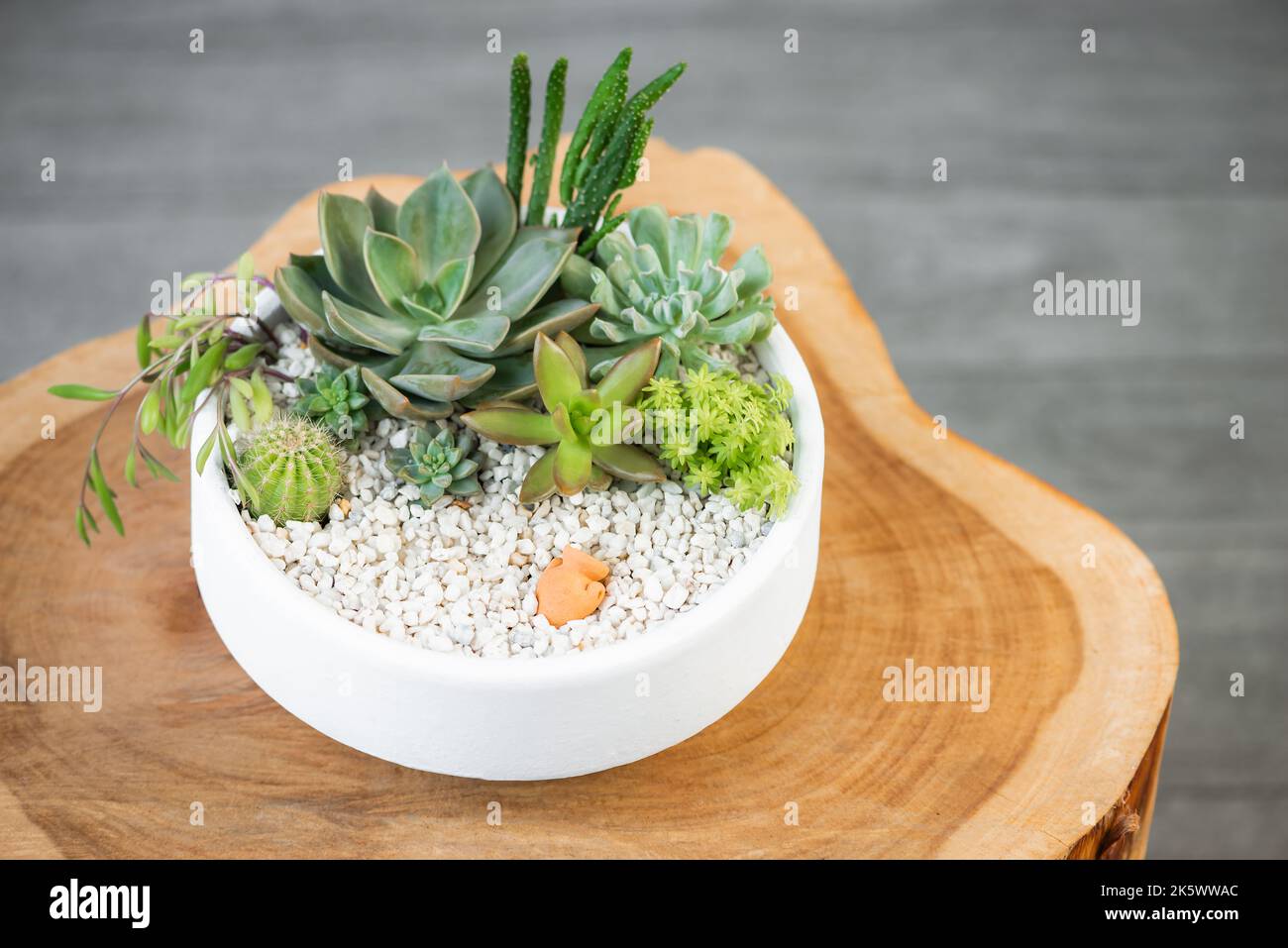 Group of succulent and cactus arrangement decor element clay pot on top ...