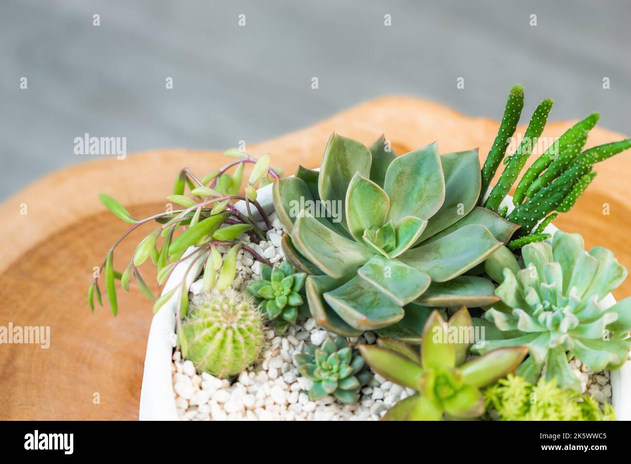 Potted cactus hi-res stock photography and images - Alamy