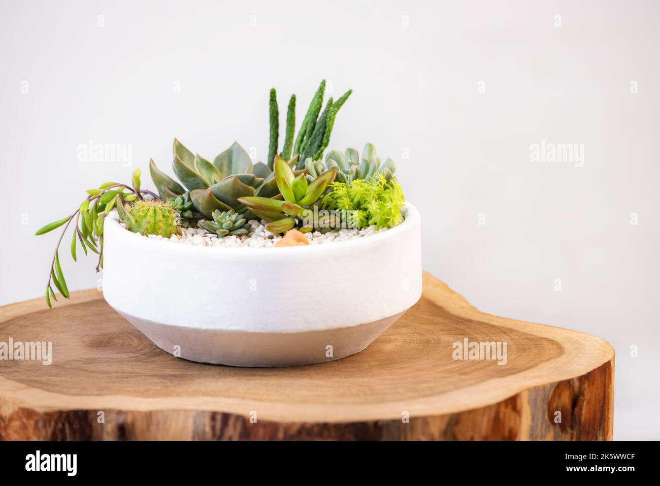 Potted cactus hi-res stock photography and images - Alamy