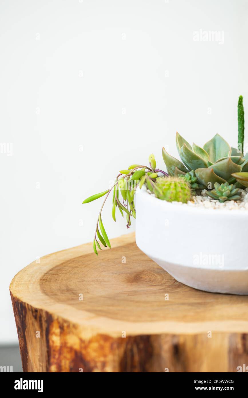 Group of succulent and cactus arrangement decor element clay pot on top ...
