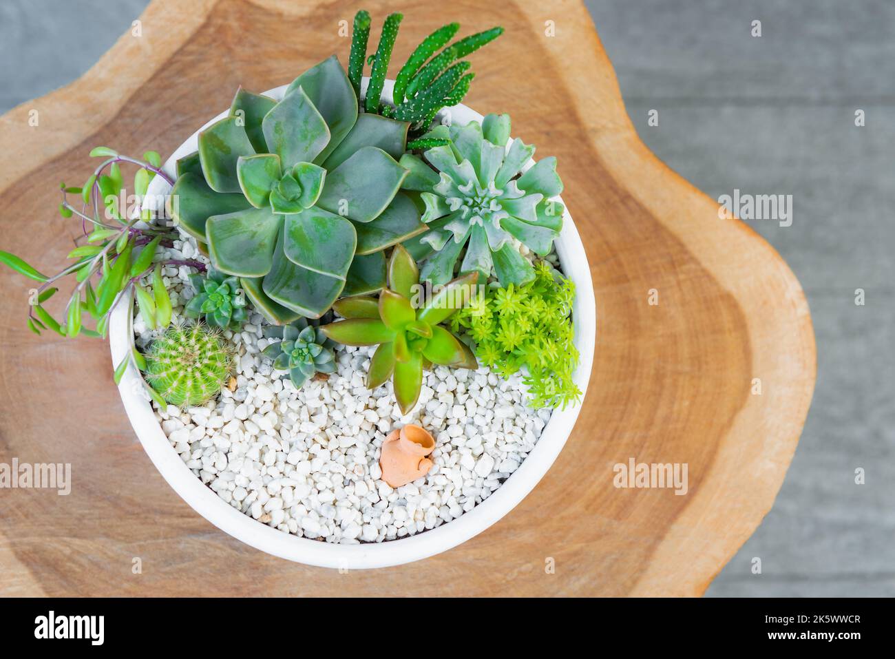 Group of succulent and cactus arrangement decor element clay pot on top ...