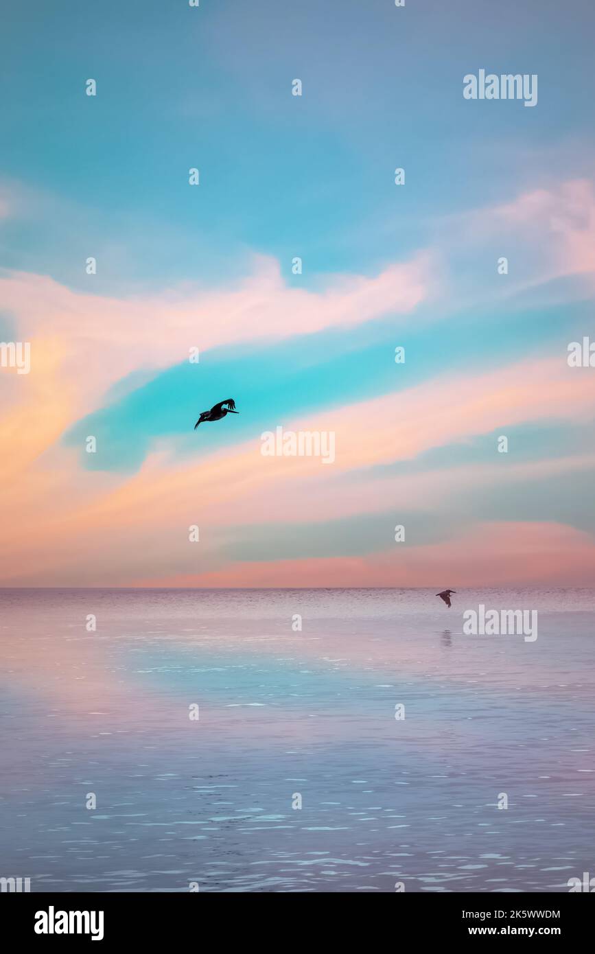 Pelicans flying over the sea in Tobago Caribbean nature sky Stock Photo ...