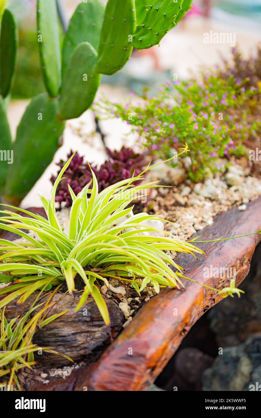 Tropical leafy flowers beechwood log cactus arrangement by the beach ...