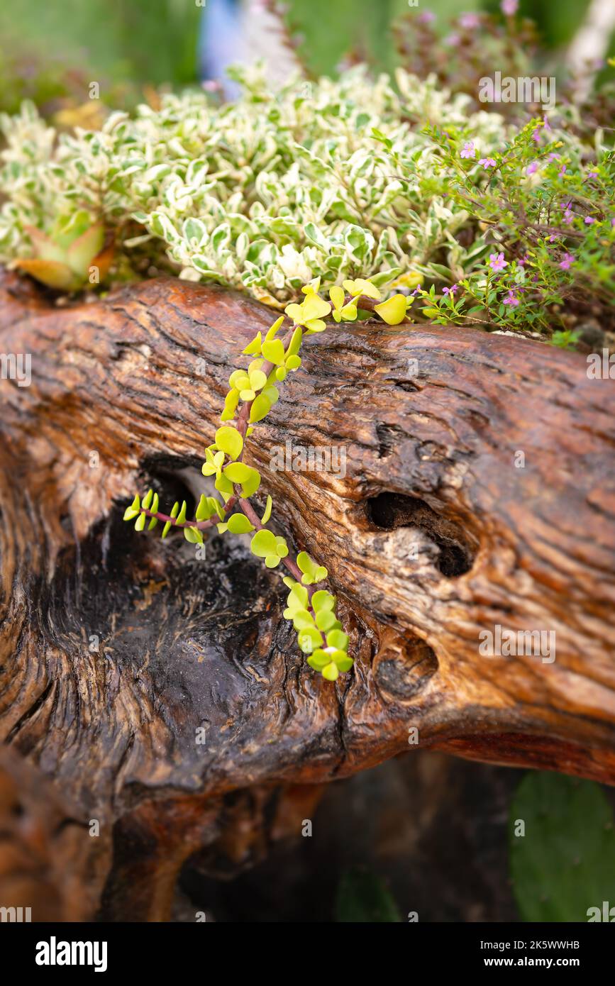 Tropical leafy flowers beechwood log cactus arrangement at beach Tobago ...