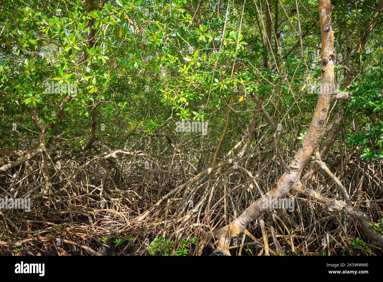 Dense vegetation forest hi-res stock photography and images - Alamy