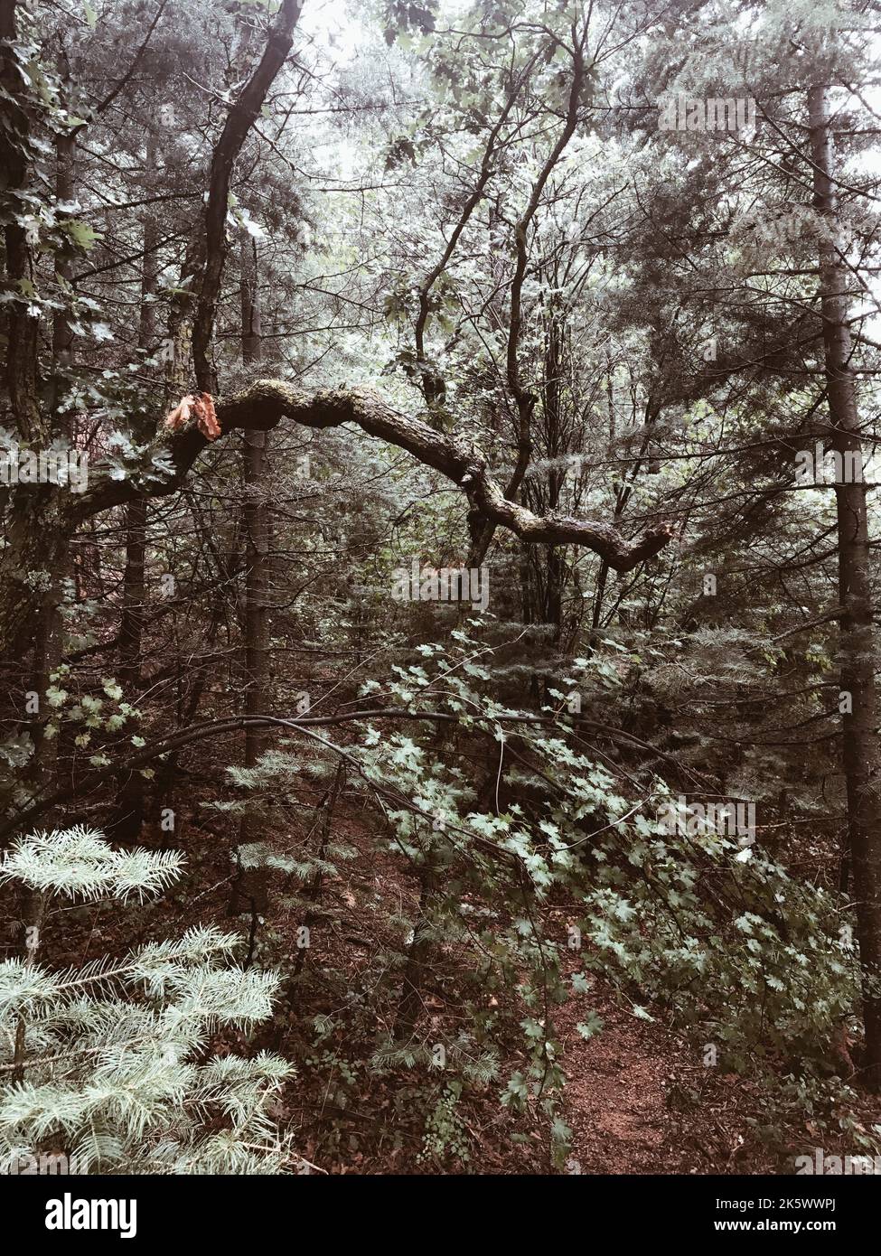 The vertical view of botanical forest with dense branches and green ...