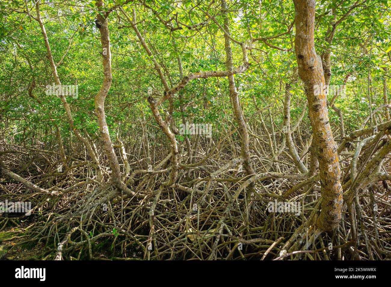 Mangrove forest dense tropical trees foliage jungle wild woods ...