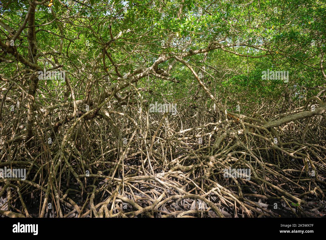 Mangrove forest dense tropical trees foliage jungle wild woods ...