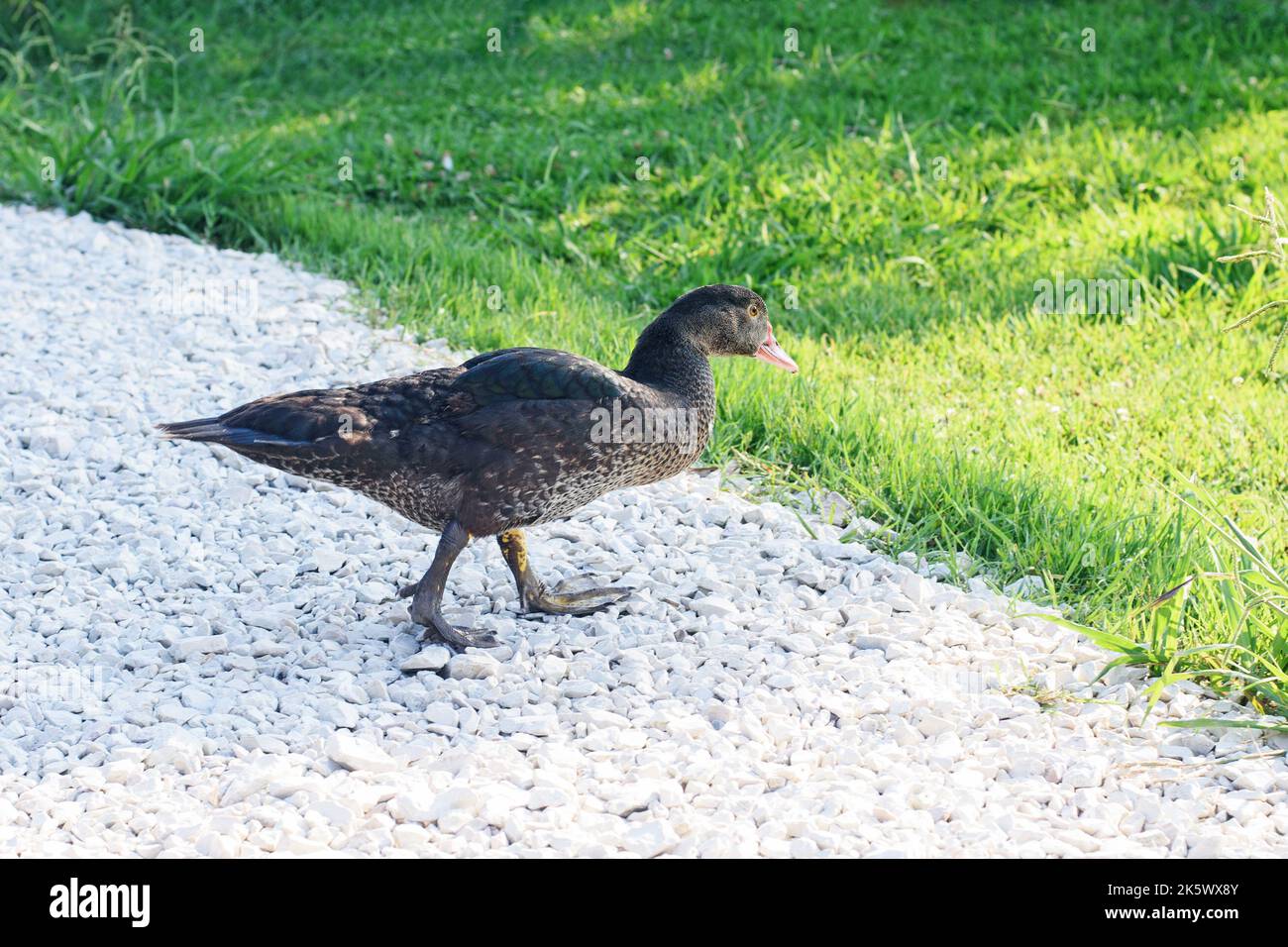 Dirty duck walks from water on gravel path to green grass Stock Photo ...