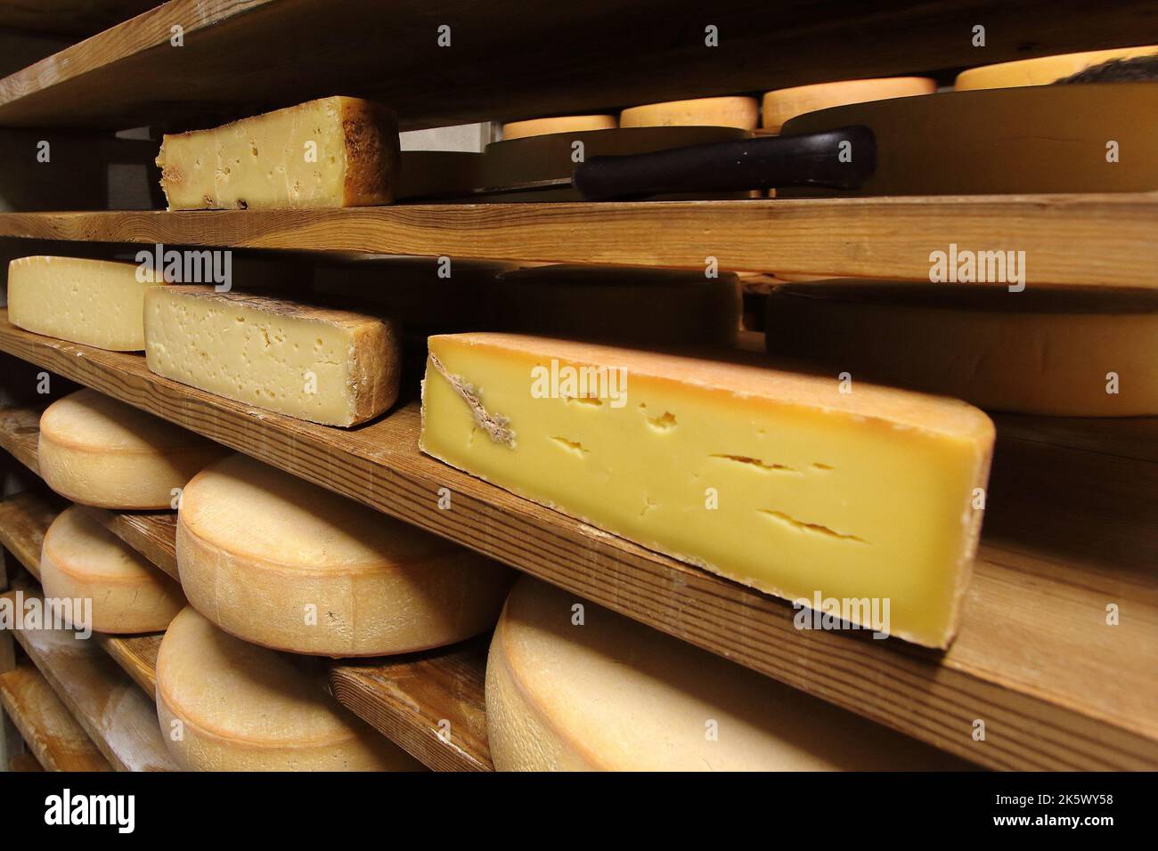 Bettelmatt cheese wheels, typical for Alpe Crampiolo (Piedmont, Italy ...