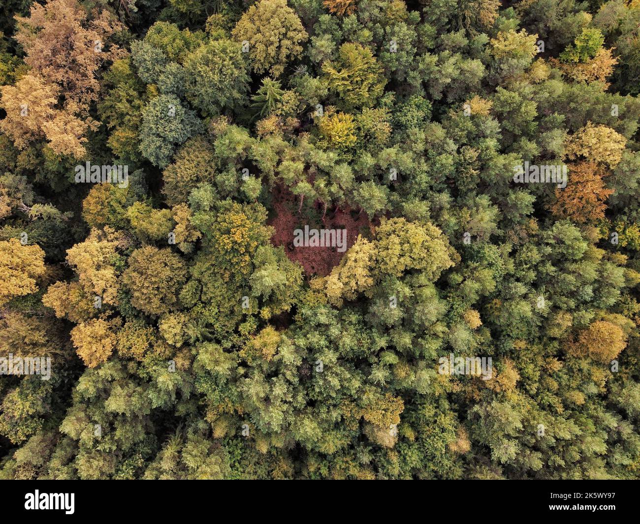 An aerial view of a dense forest with green trees Stock Photo - Alamy
