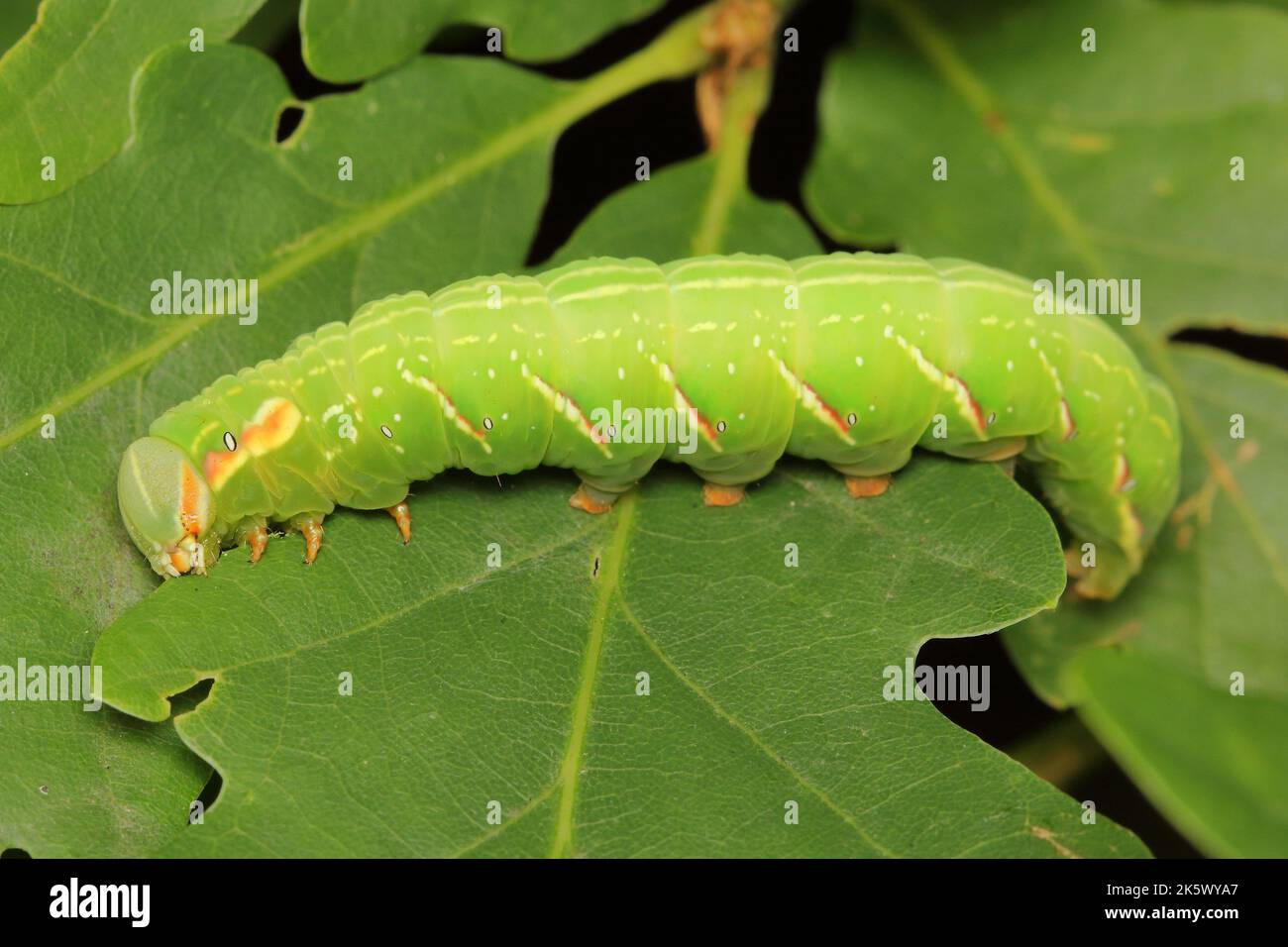 The moth - the great prominent (Peridea anceps) larvae (caterpillar ...