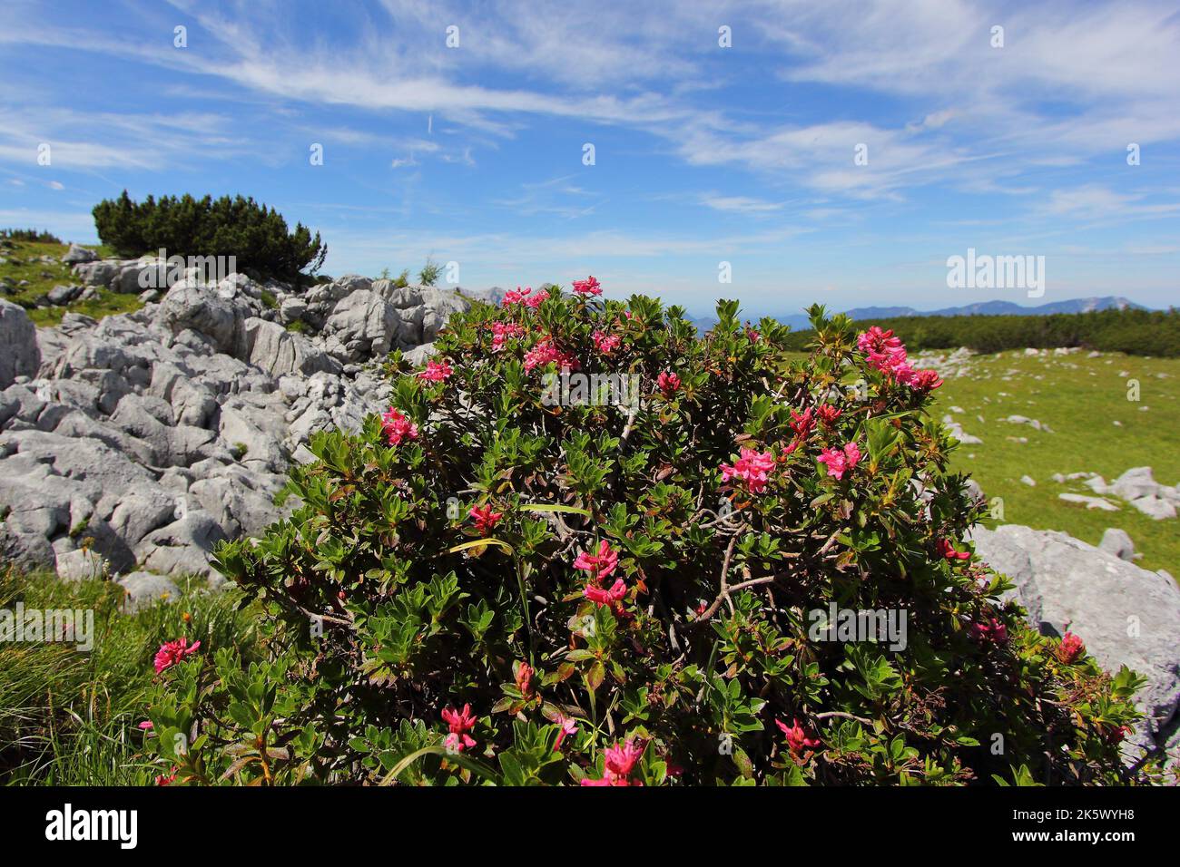 Rhododendron ferrugineum, the alpenrose, snow-rose, or rusty-leaved ...