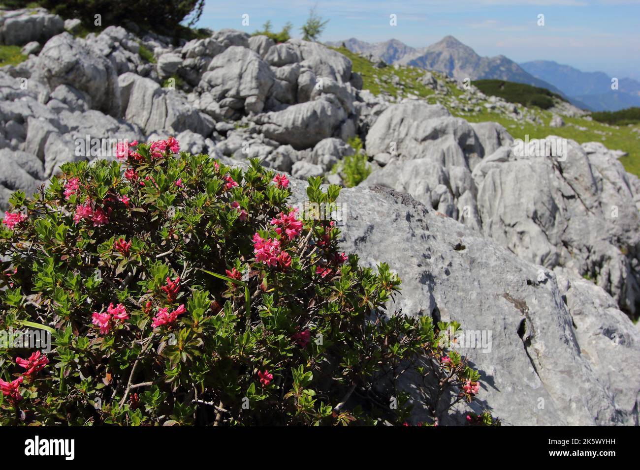 Rhododendron ferrugineum, the alpenrose, snow-rose, or rusty-leaved ...
