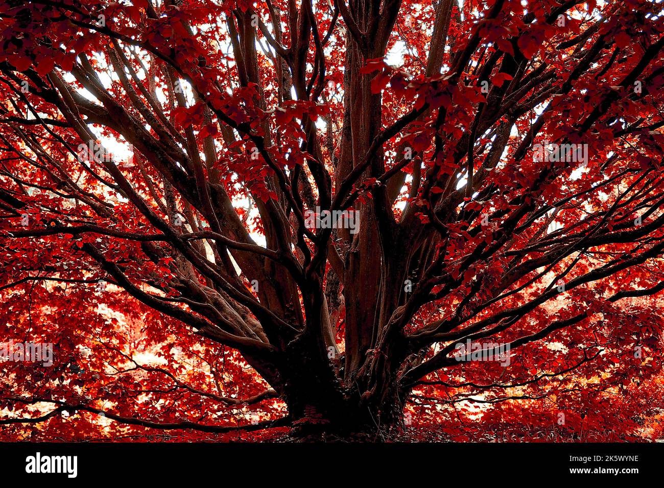 A beautiful Red Maple tree (Acer rubrum) with many branches - suitable ...