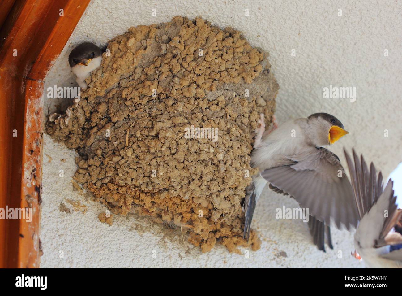 House martin nest hi-res stock photography and images - Alamy