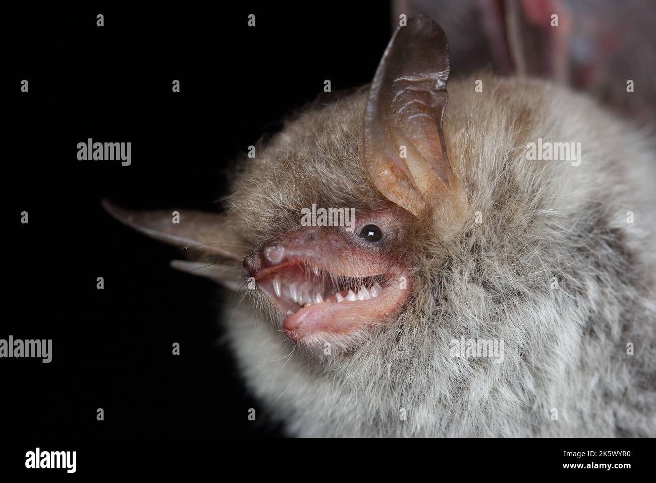 Natterer's bat (Myotis nattereri) head detail in natural habitat Stock ...