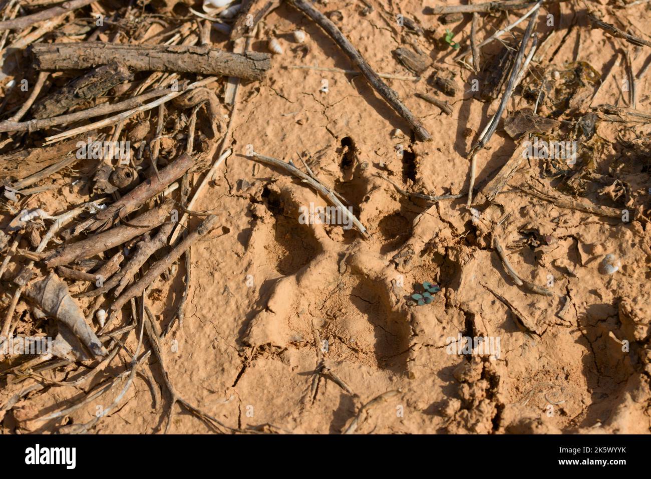 Image of a footprint imprinted in the damp earth of the field by some ...