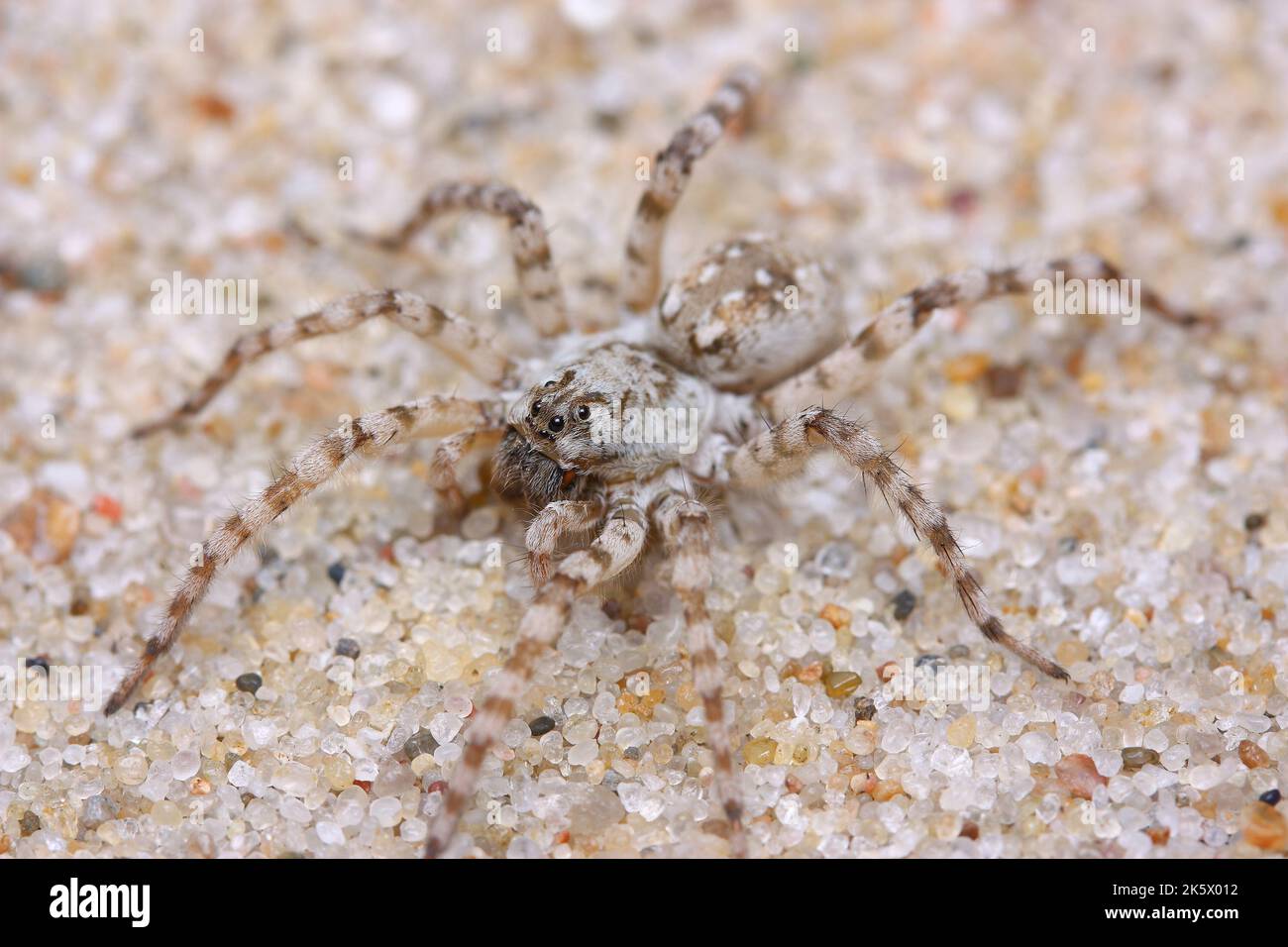 The wolf spider (Arctosa cinerea) in natural sandy habitat Stock Photo ...