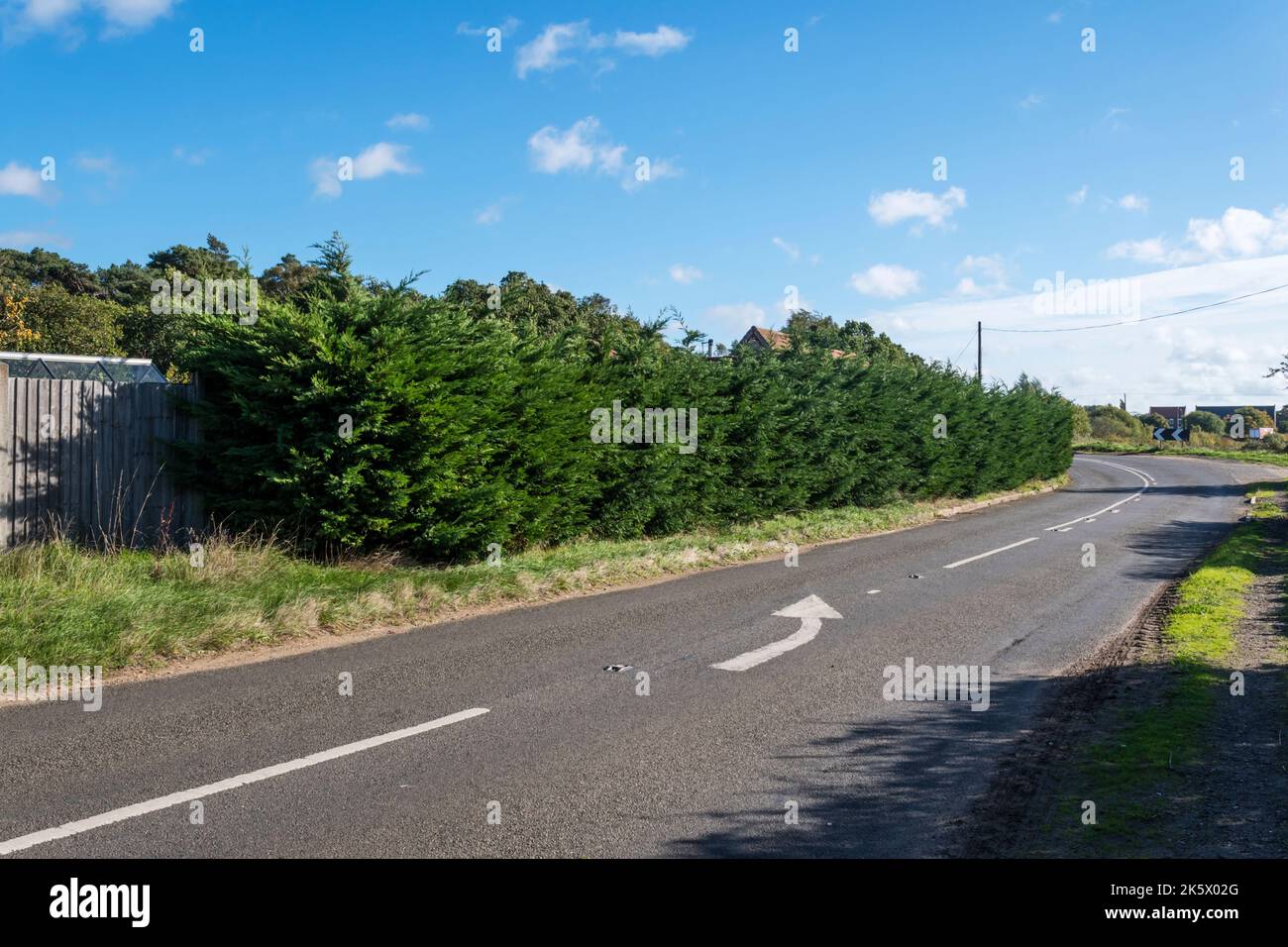 Conifer hedges hi-res stock photography and images - Alamy