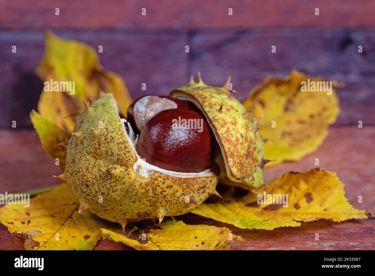 Horse chestnuts, Aesculus hippocastanum, close-up Stock Photo - Alamy