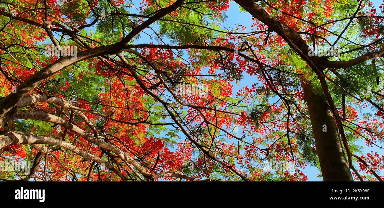 the flamboyant tree with its beautiful red flowers Stock Photo - Alamy