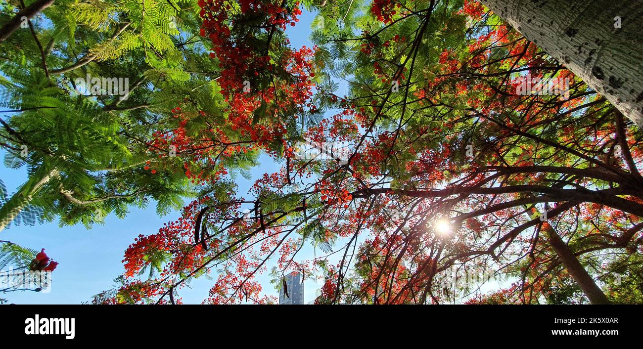 Red flamboyan hi-res stock photography and images - Alamy