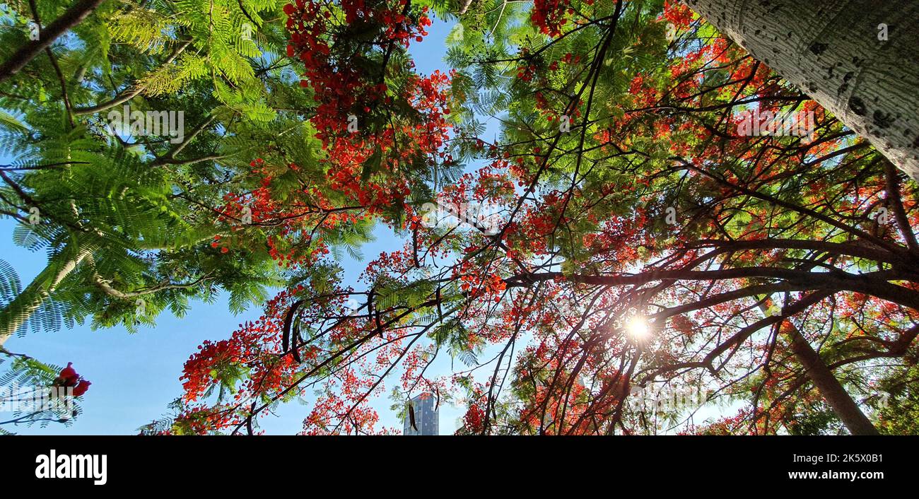 the flamboyant tree with its beautiful red flowers Stock Photo - Alamy