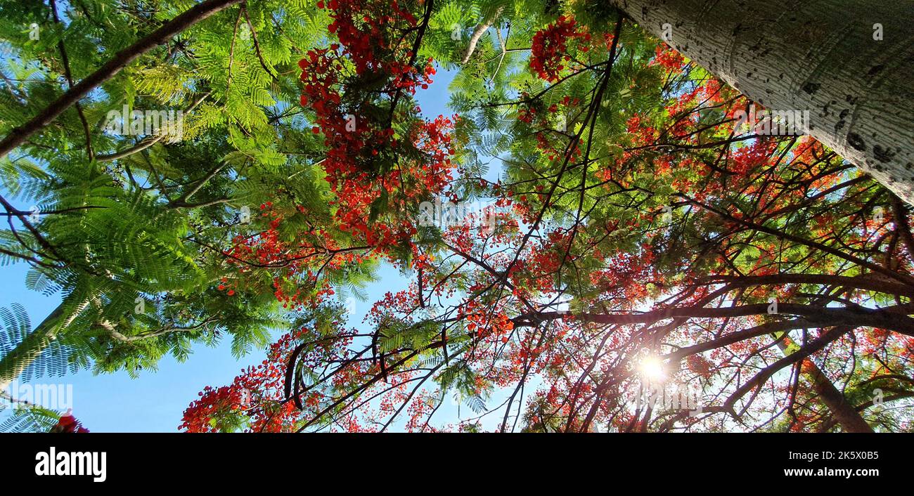 Red flamboyan hi-res stock photography and images - Alamy