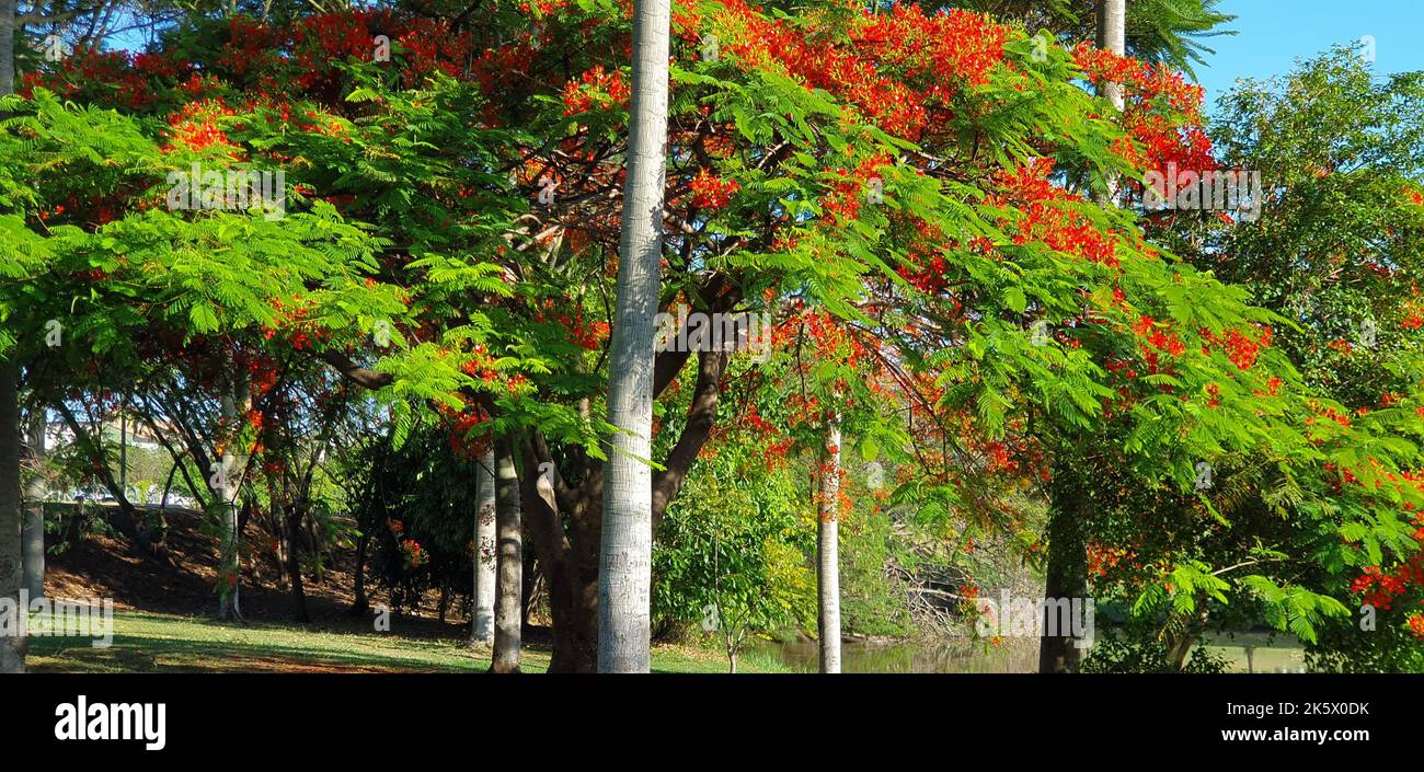 the flamboyant tree with its beautiful red flowers Stock Photo - Alamy