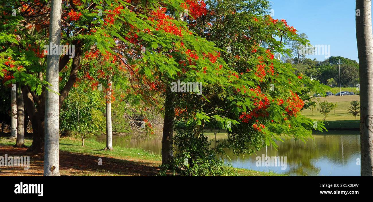 the flamboyant tree with its beautiful red flowers Stock Photo - Alamy