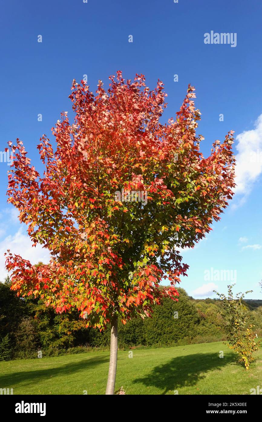 A tree showing its autumn colours Stock Photo - Alamy