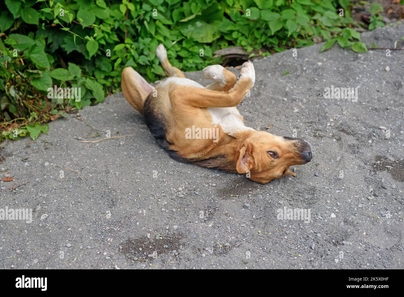 Brown pooch looking around lies and waits for visitors Stock Photo - Alamy