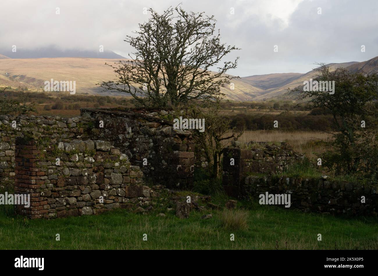 Trees growing amongst the crumbling walls of a ruined building on ...