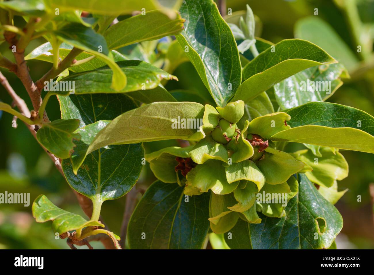 Persimmon ovary hi-res stock photography and images - Alamy