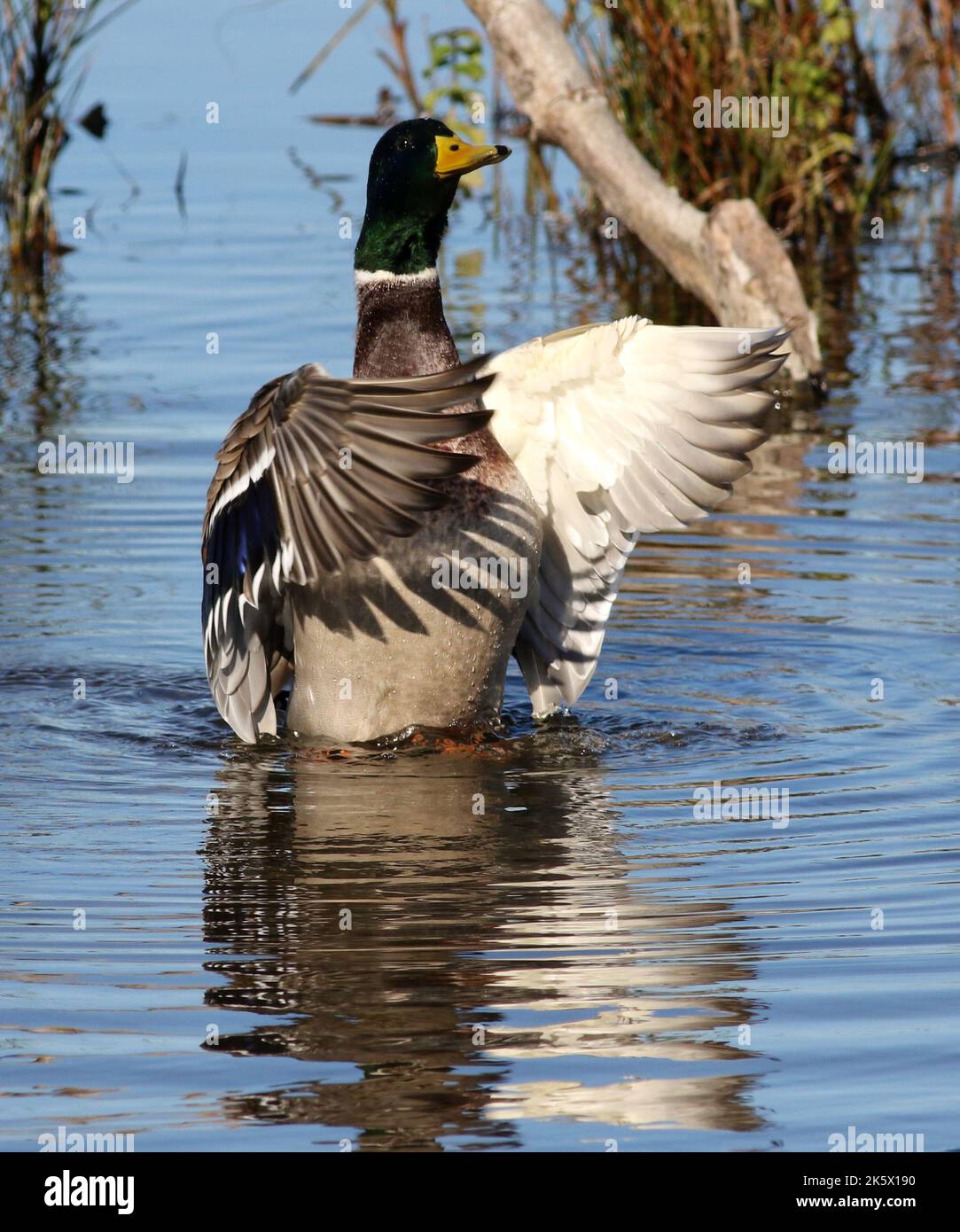 Mallard Duck having a stretch Stock Photo - Alamy
