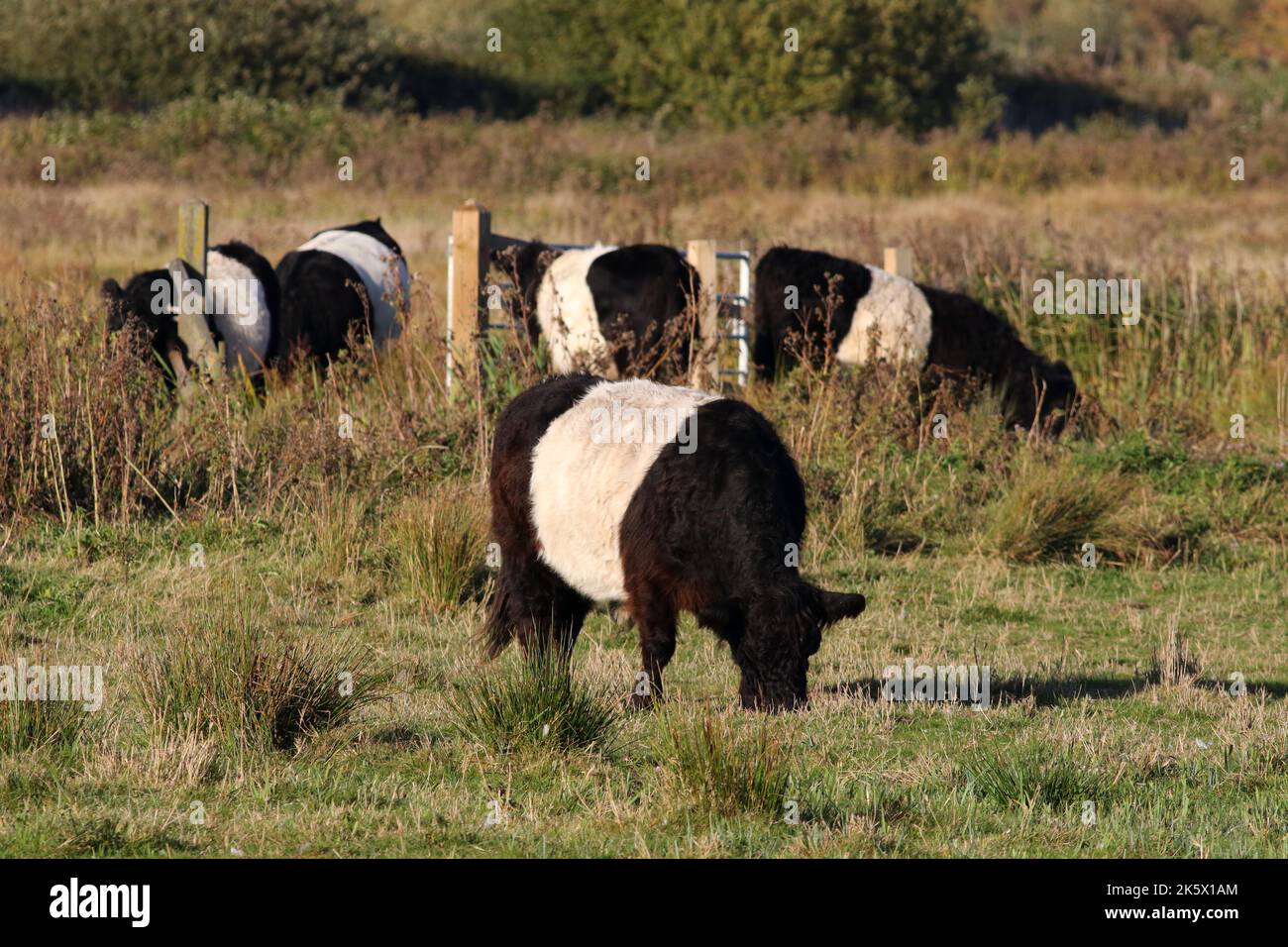 Belted Galloway cattle grazing on marshland at Stodmarsh Nature Reserve ...