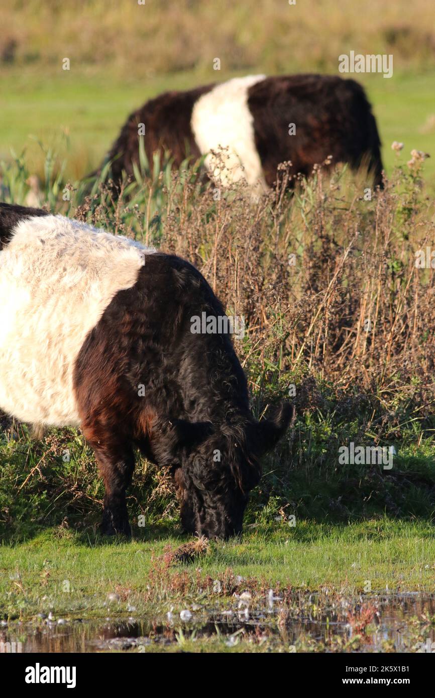 Belted Galloway cattle grazing on marshland at Stodmarsh Nature Reserve ...