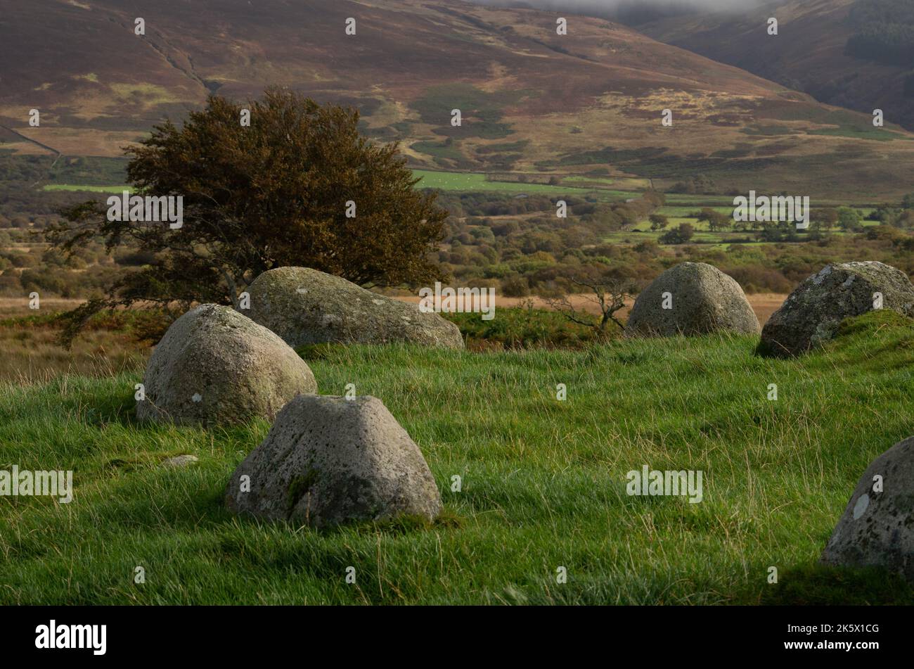 Moss farm hi-res stock photography and images - Alamy